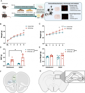 Age-dependent and region-specific alteration of parvalbumin neurons ...